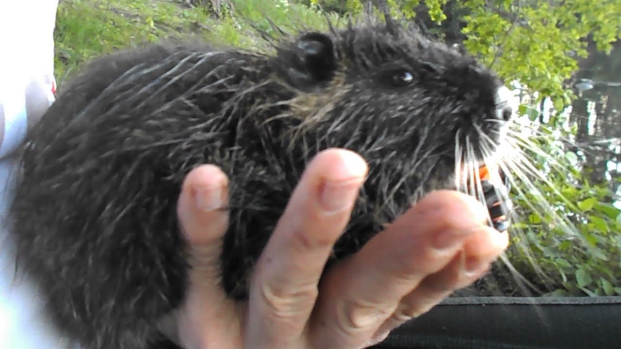 Nutria an der Ruhr Teil 46 "Eine Hand voll Nutriababy" - YouTube