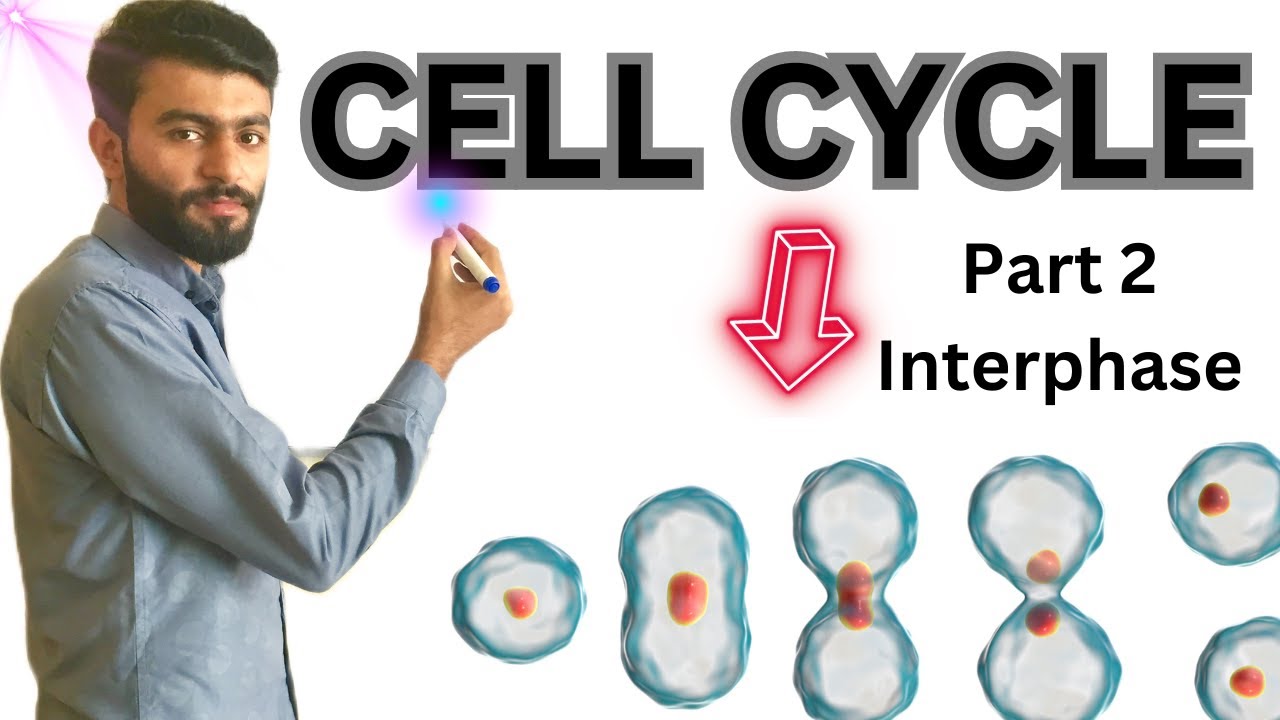 Interphase | Cell Cycle | G1, S, G2 & G0 Phases | 2nd year | Chapter No. 21 - YouTube