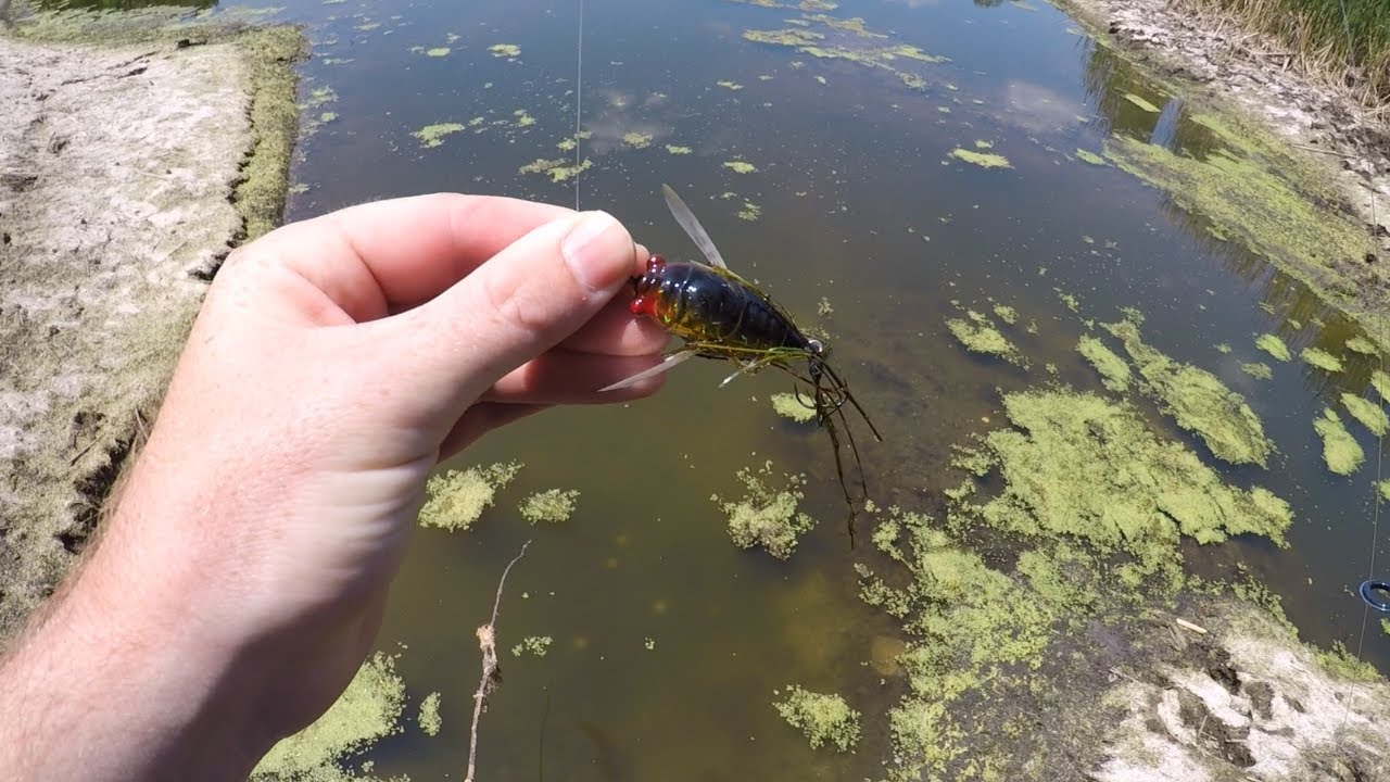 The Cicada Lure Catches Fish- This Was Amazing! - YouTube