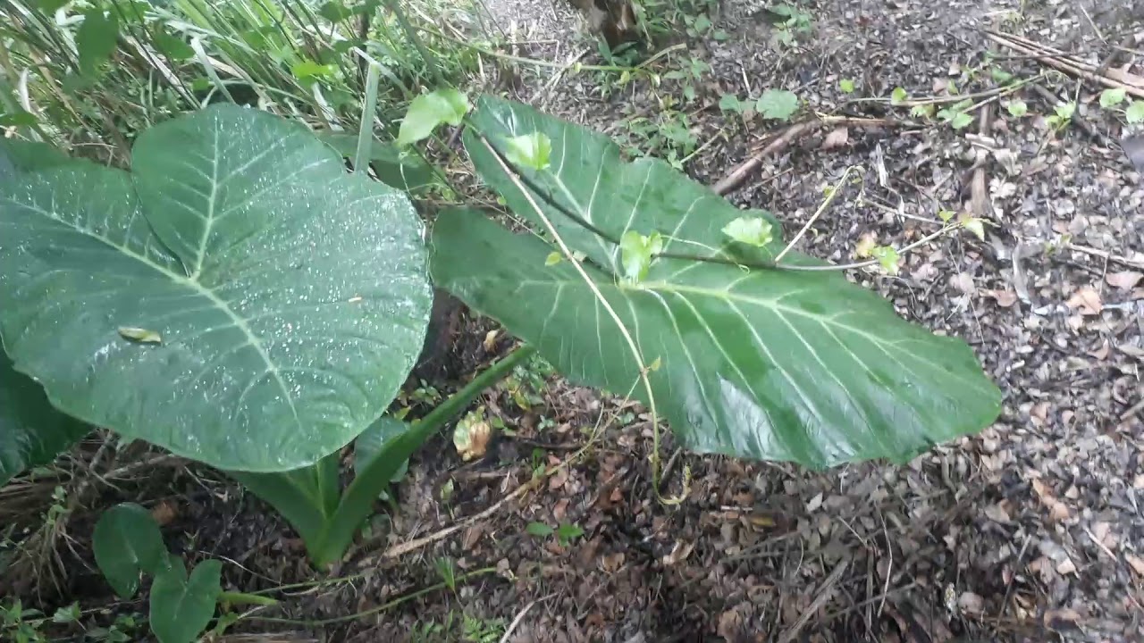 TAIÁ OU TAIOBA JURÉIA # ALIMENTO SAUDÁVEL # ALIMENTO NATURAL # SEGREDOS ...