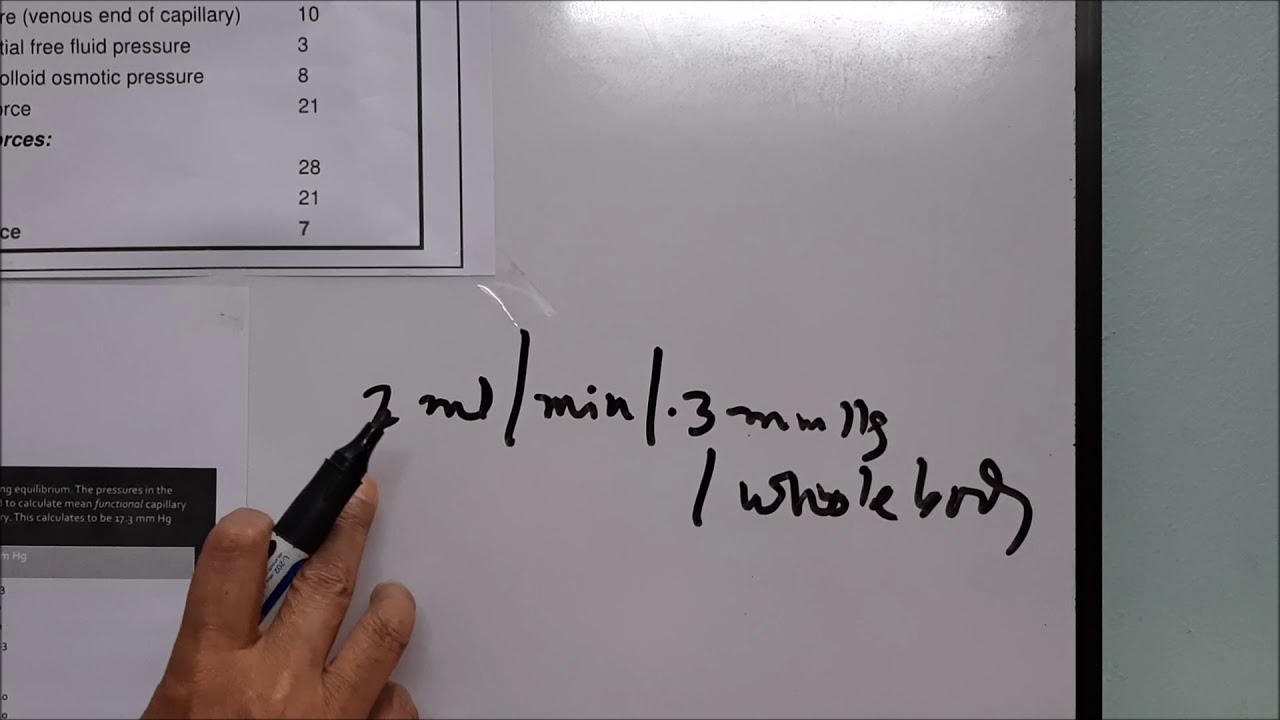 Fluid Filtration Across The Capillary Membrane (Starling Equilibrium ...