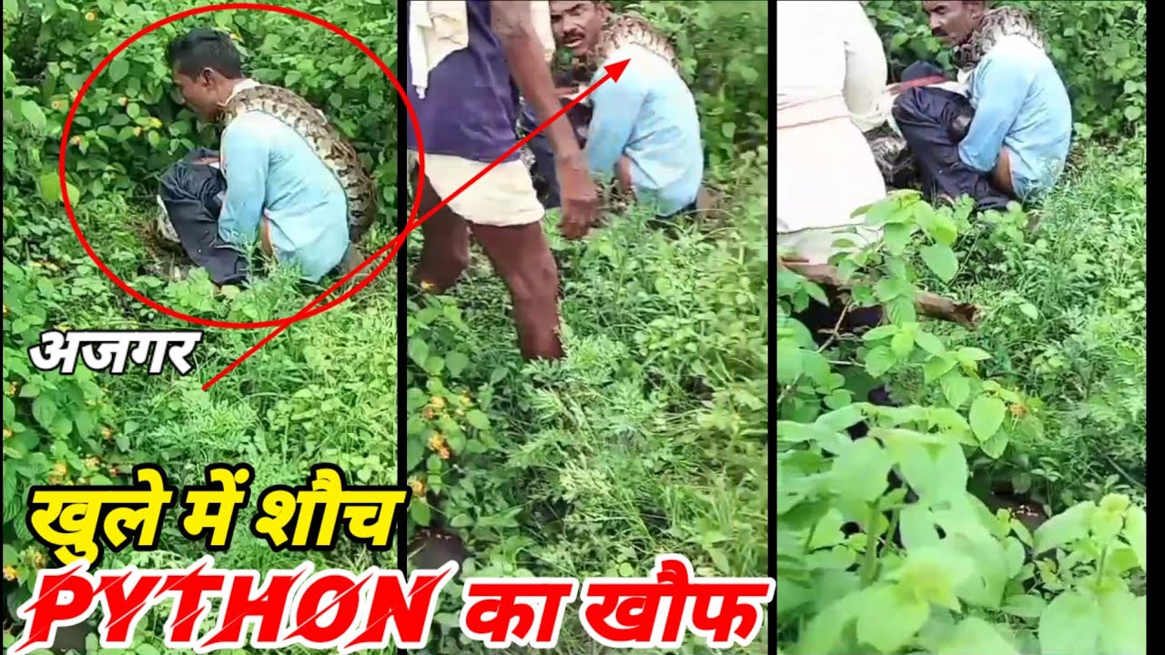 PYTHON ATTACK। खुले में शौच। अजगर का हमला। STAY SAFE। OPEN DEFECATION ...