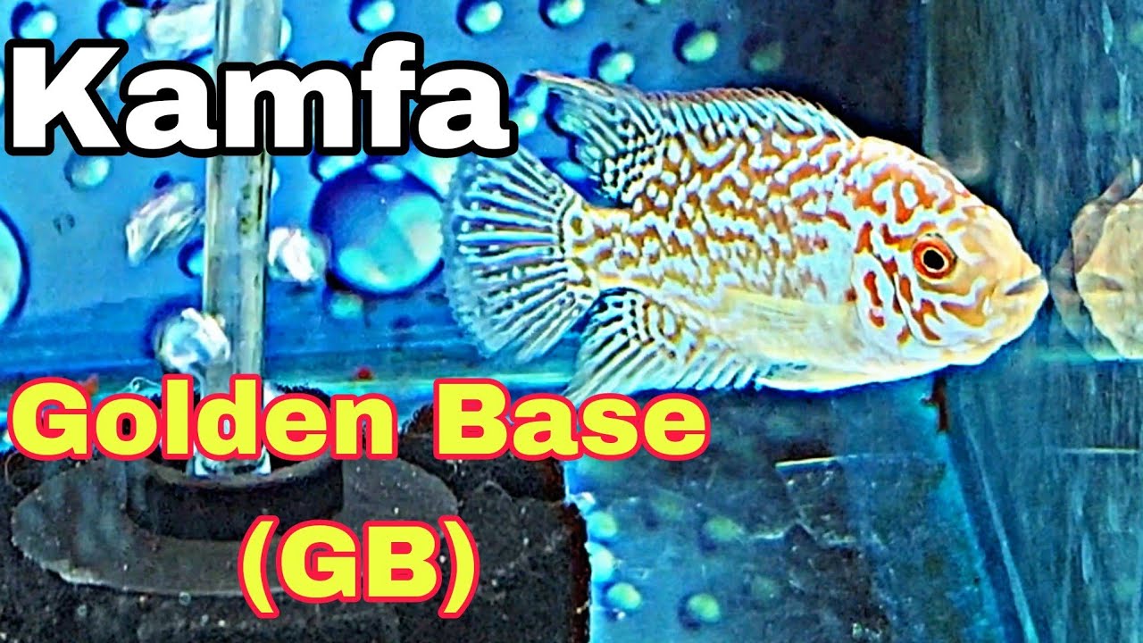 Review Golden Base Kamfa - Hanya 7 Ekor - YouTube