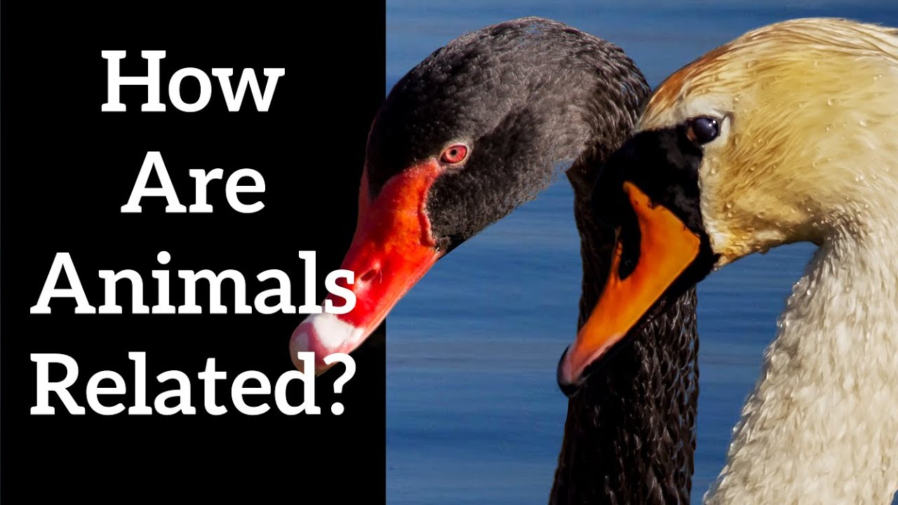 How Are Animals Related? - The Family Tree of Life - YouTube