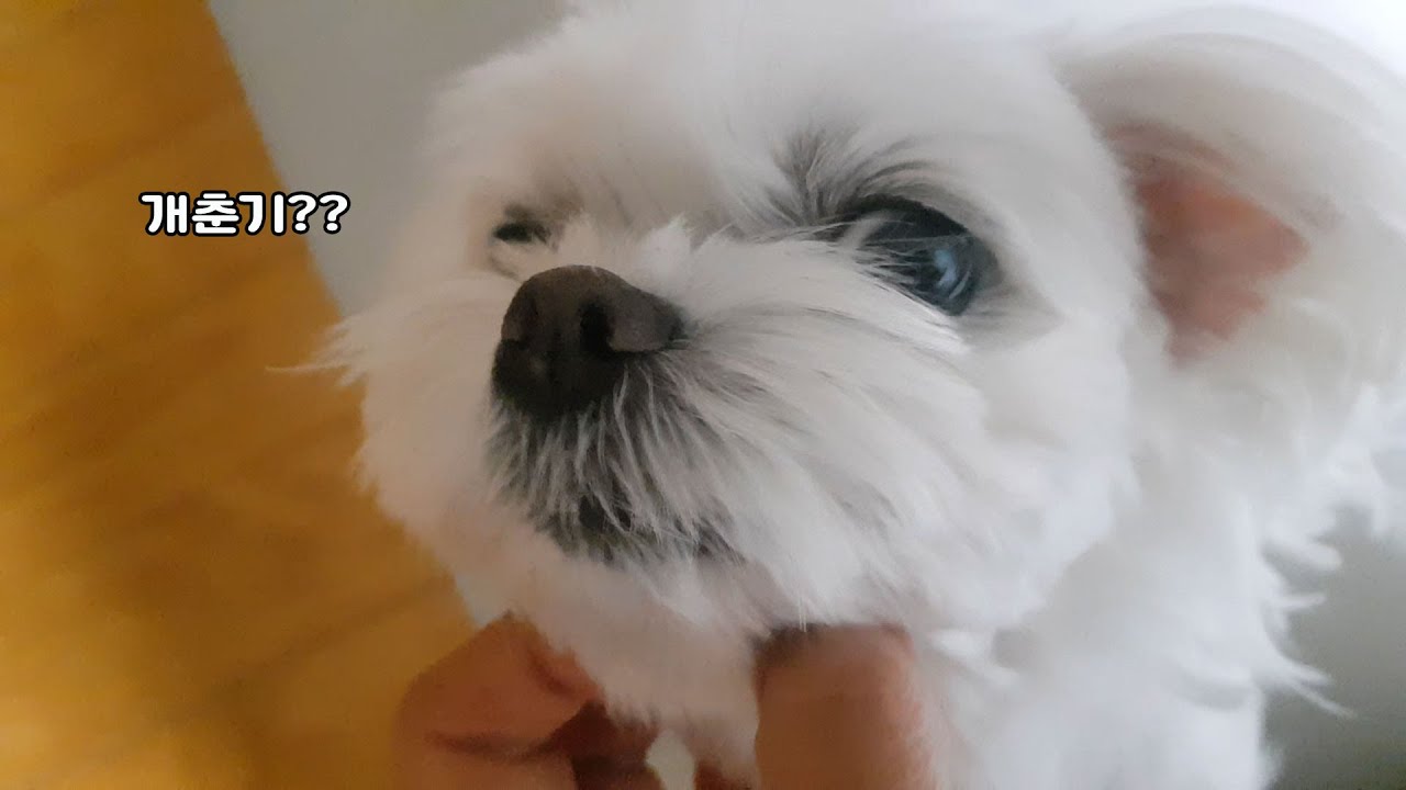 개춘기 딸이 아빠에게 짜증부리는 영상이예요 Youtube