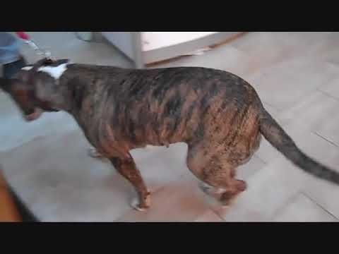 KÖPEĞE ALÇILI BANDAJ uygulaması.#köpek #köpekortopedi #köpekalçılıbandaj#veteriner #veterinerhekim #