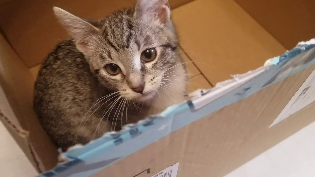 Cute kitten in a box - YouTube