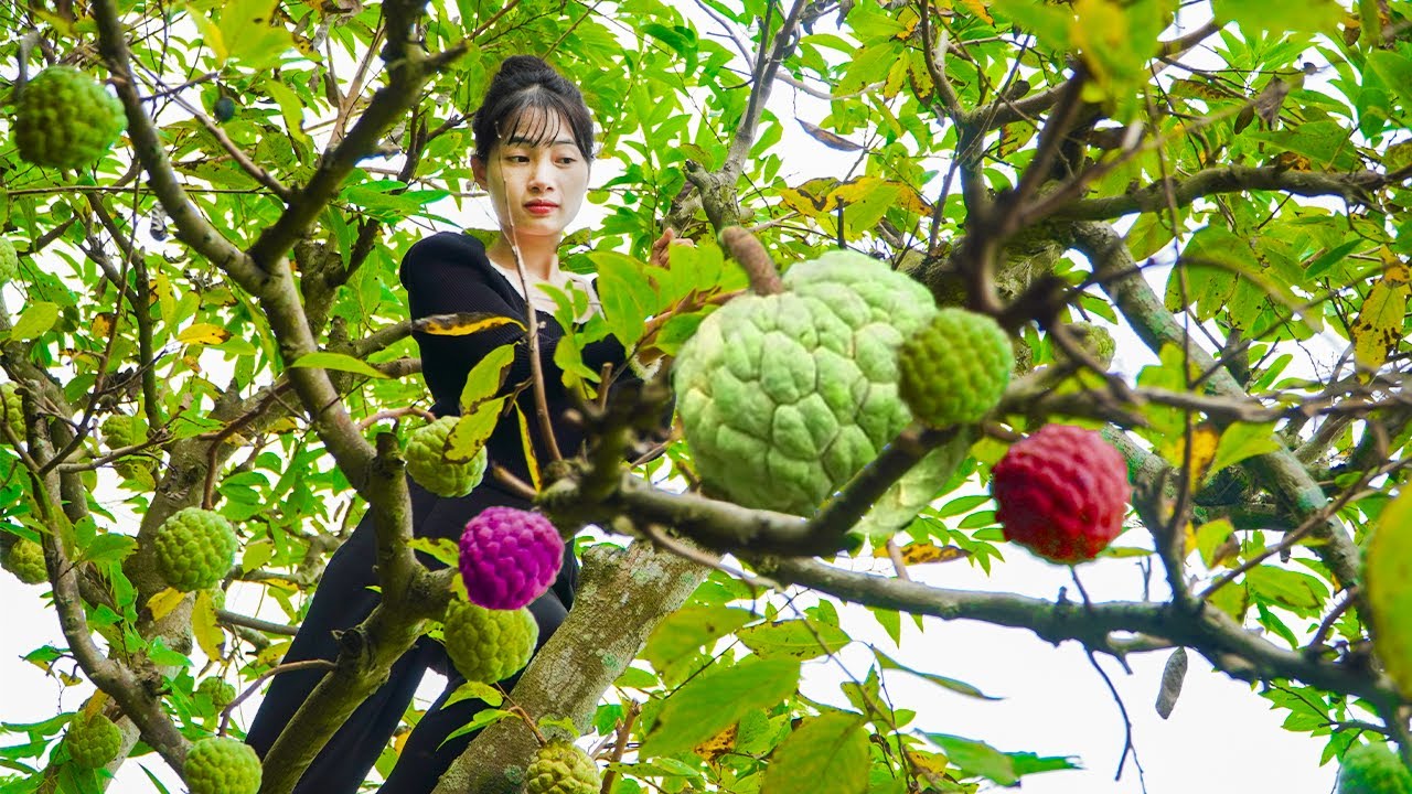 FULL VIDEO: 90 Days Harvesting custard apple, Fruit Garden Goes to the ...