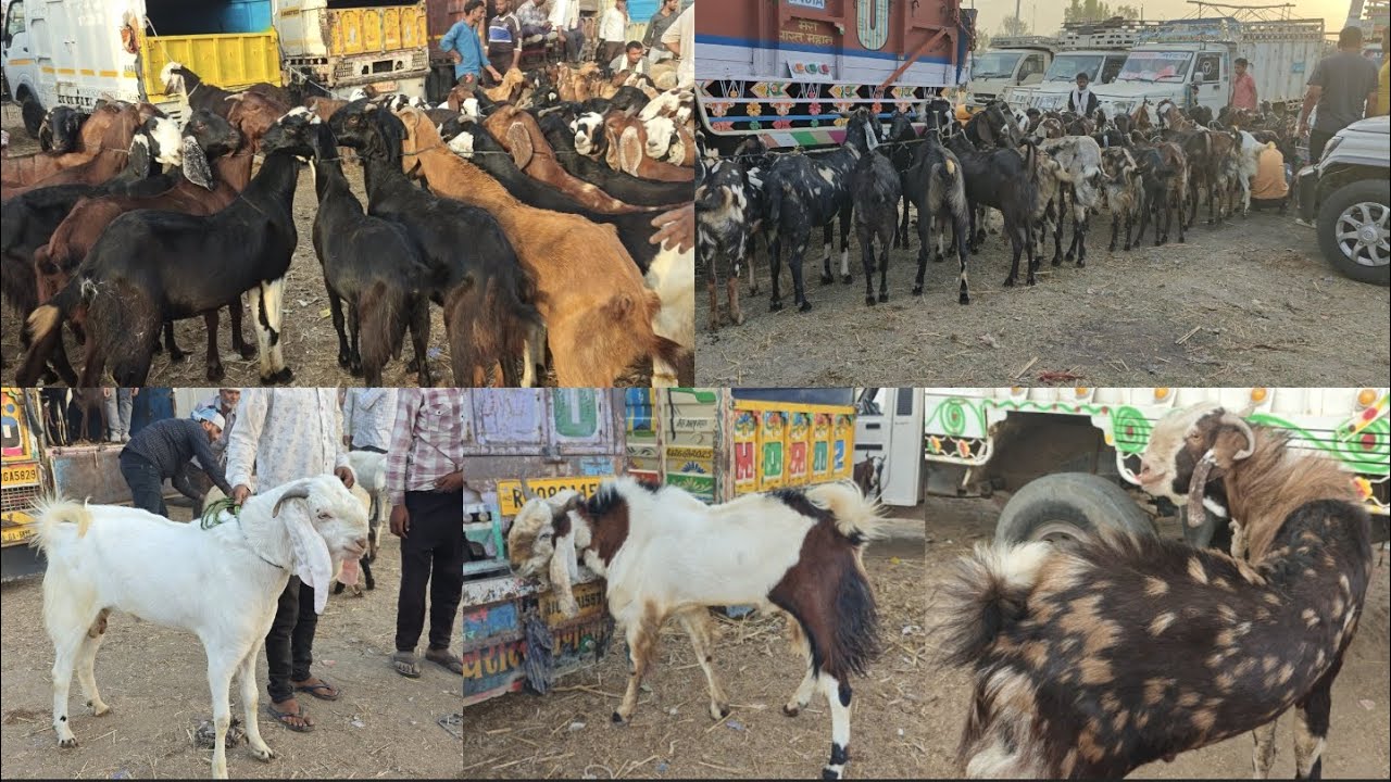PATHAN FARM HOUSE 😇 PRESENTS TONK BAKRA MANDI 🐏🐐🦙 LIVE UPDATE 09/04 ...
