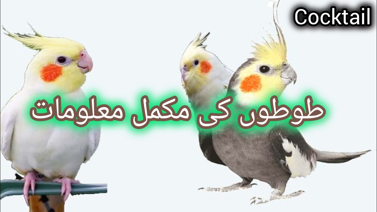 Parrots information about Breed Taj wala parrot + pair #viral - YouTube