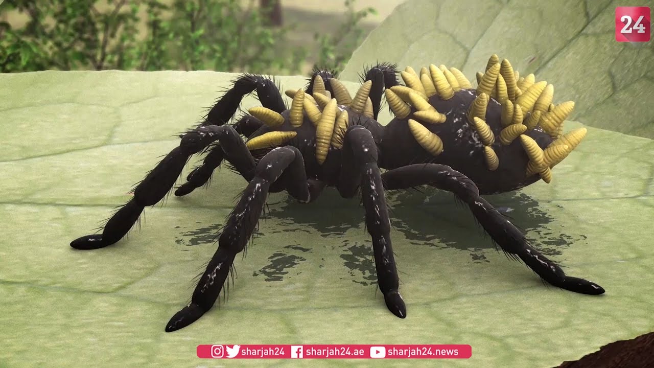 Florida now home to venomous new tarantula species - YouTube