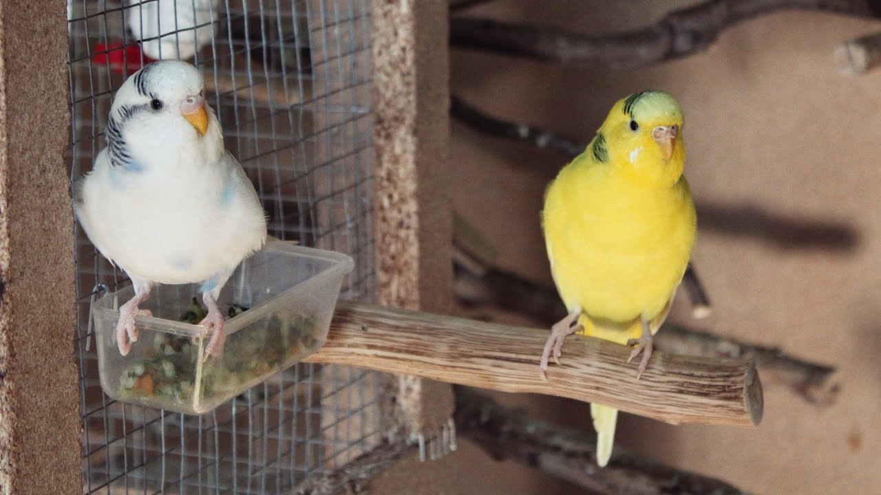 homemade bird cage tour 😅 - YouTube