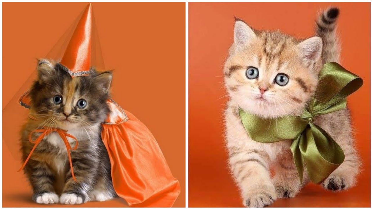 kittens Meowing to attract cats _ meowing cat video - YouTube