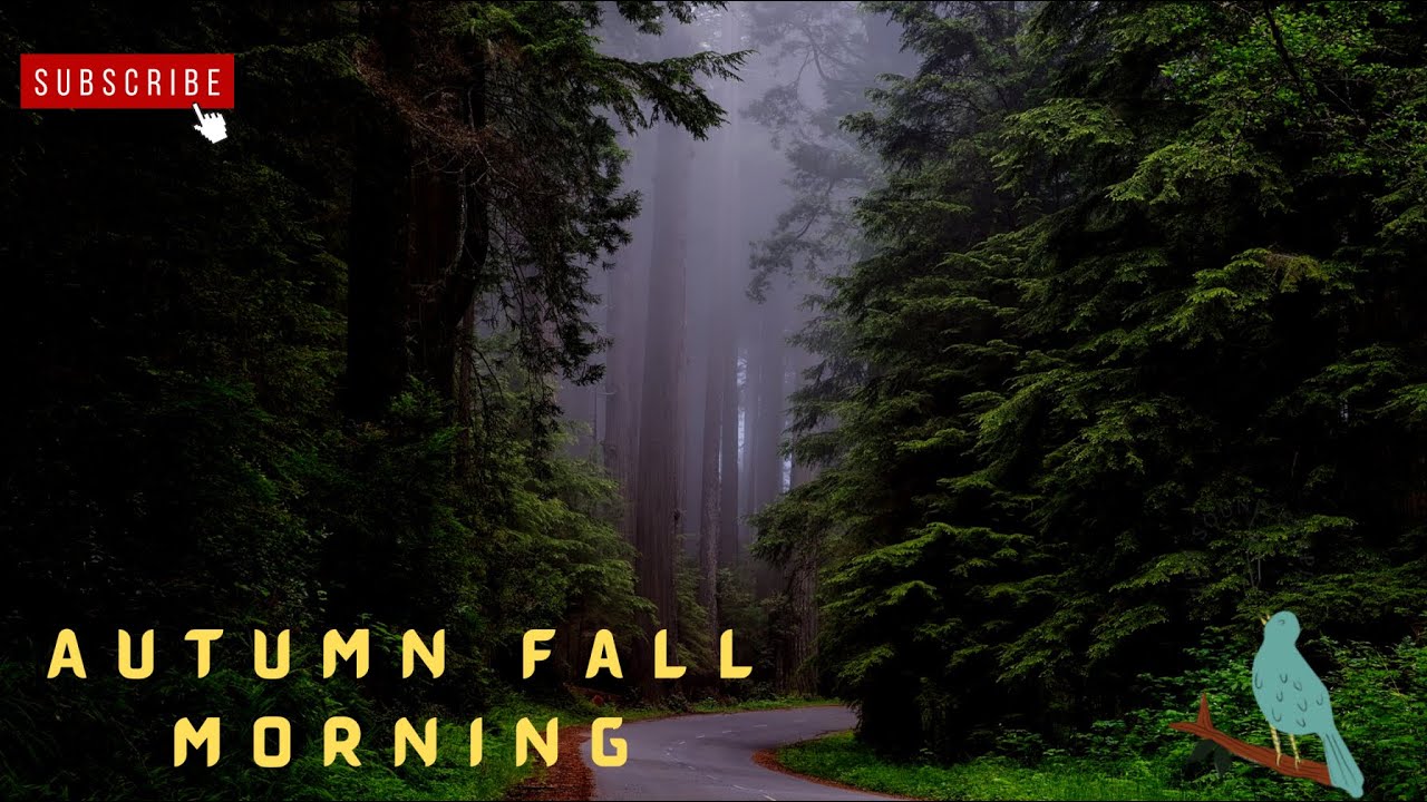 10 Hours of Autumn Fall Morning Ambiance with Relaxing Bird Sounds ...