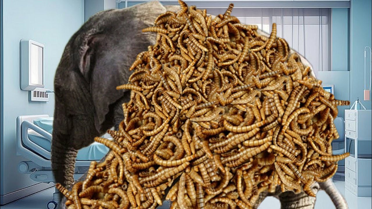 asmr dog care animation treatments maggots this elephant ticks infeset ...