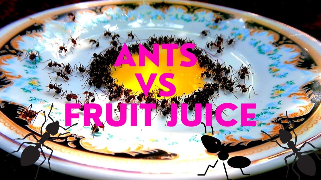 Ants Vs Fruit Juice - YouTube