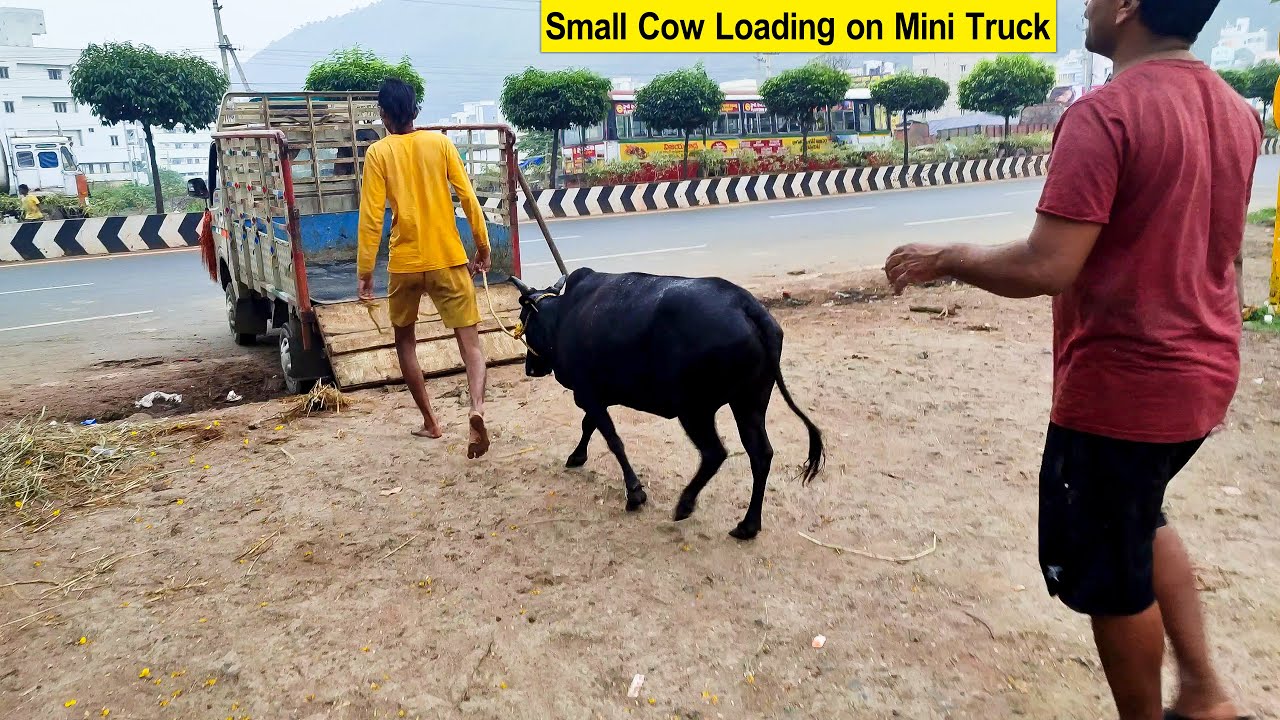 Small Cow Load On Mini Truck | Punganur & Kapila Cow | Cow Video ...