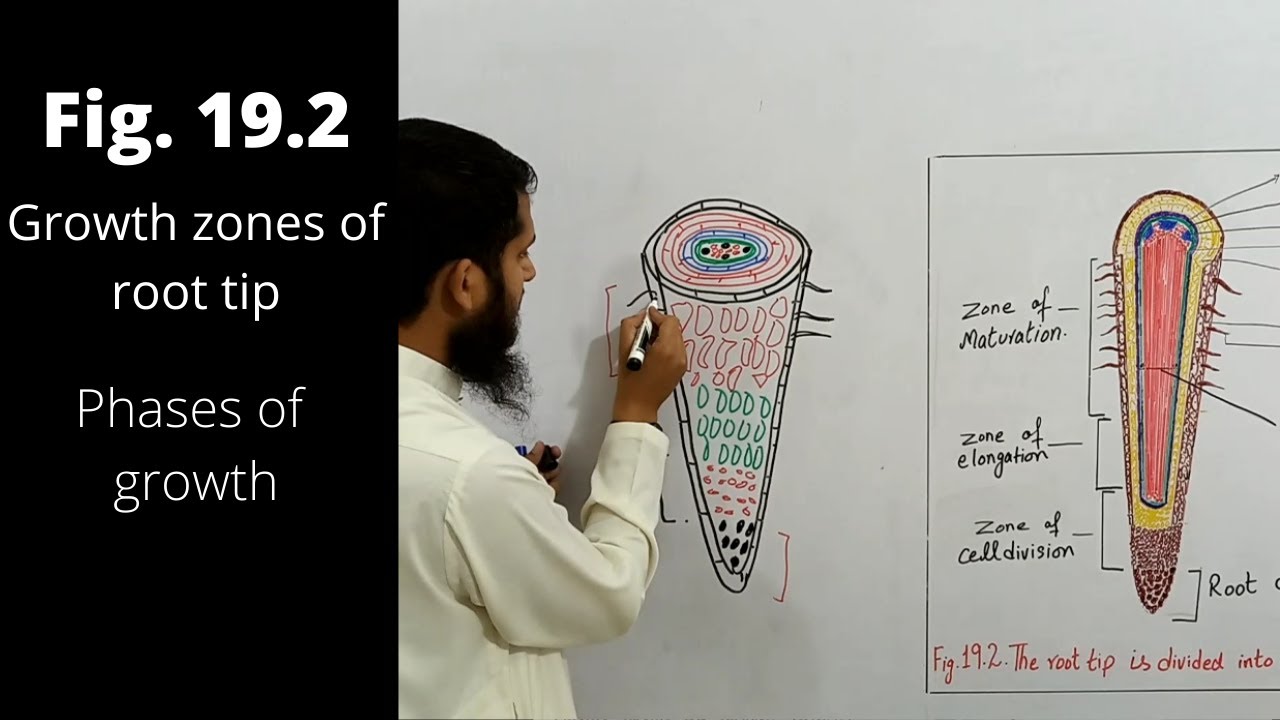 Fig. 19.2 | growth zones in root tip | drawing the diagram of growth ...