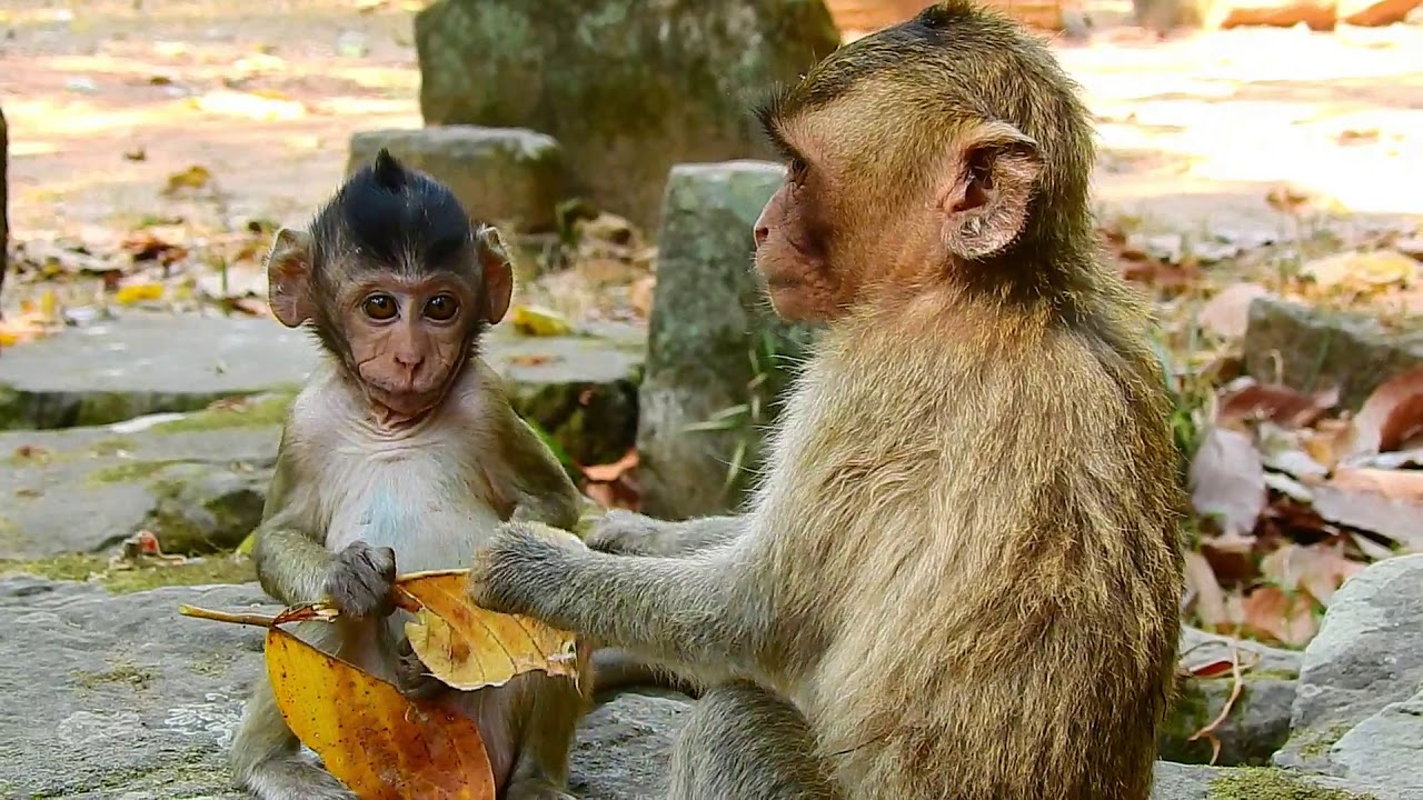 Orphaned Maci and Jilla monkey baby with cute activity | Amari troop ...