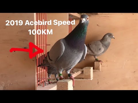 Belgian Racing Pigeons: Last Training Toss 30KM | Updates - YouTube