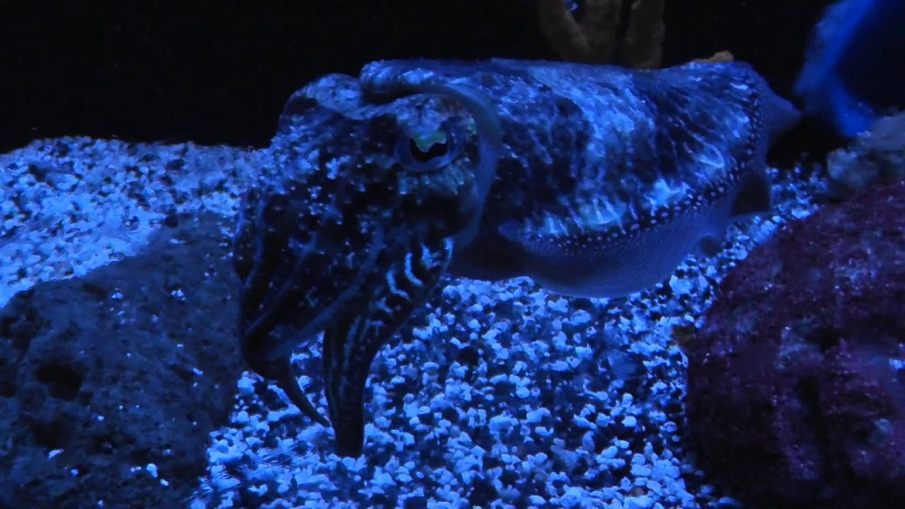 On Location: The Common Cuttlefish - YouTube