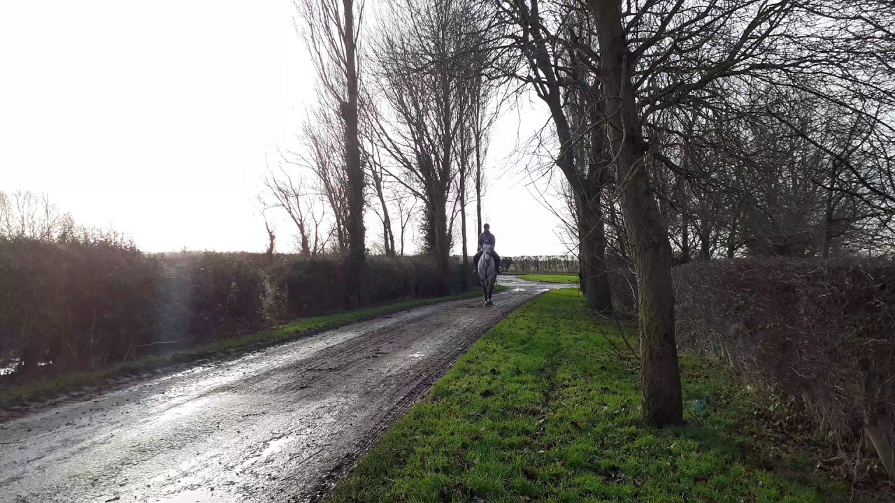 Seagull hacking - YouTube