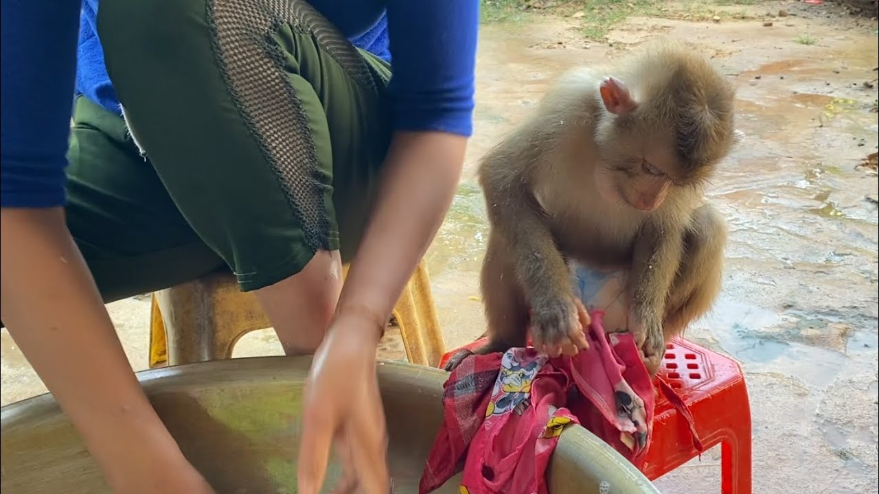 Awesome !! Smart Monkey LIORA Help Her Mom To Watering The Crops And ...