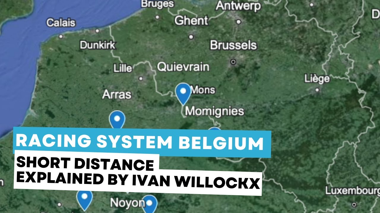 Belgian pigeon racing system: short distance - YouTube