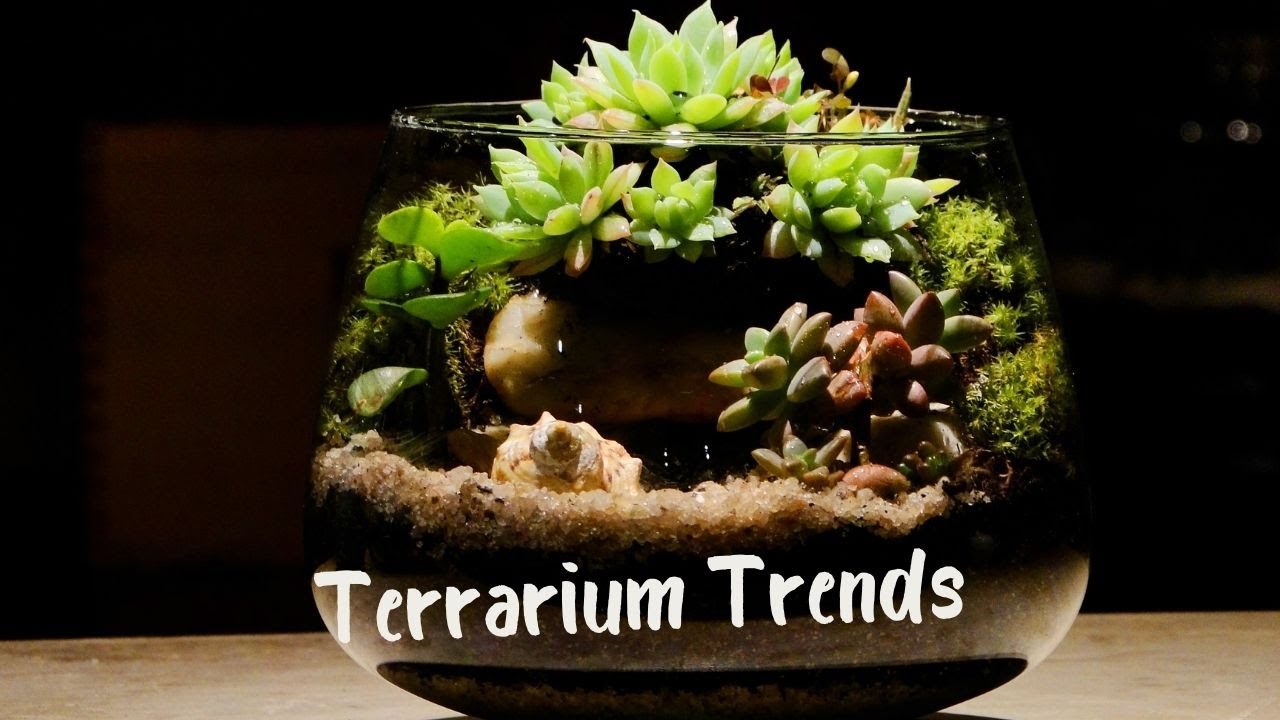 Terrarium Trends: Crafting Miniature Ecosystems with Style - YouTube