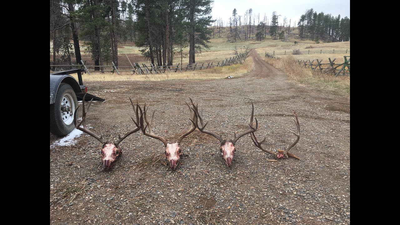 2017 Montana General Tag Public Land Mule Deer Hunt - YouTube