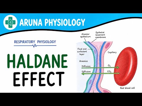Haldane effect - YouTube