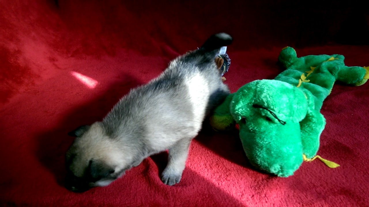 4 Weeks Old Agouti Female Pomsky - YouTube