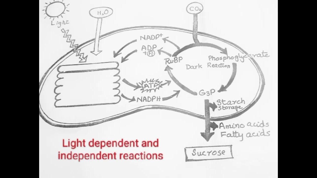 Biology diagram of light dependent and independent reactions - YouTube