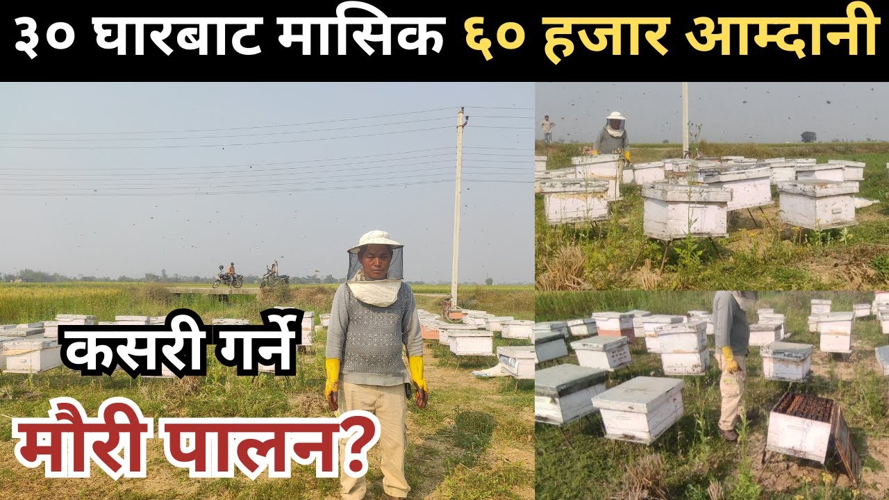 ३० घारबाट मासिक ६०००० आम्दानी | Maure palan kasari garne | Bee farming ...
