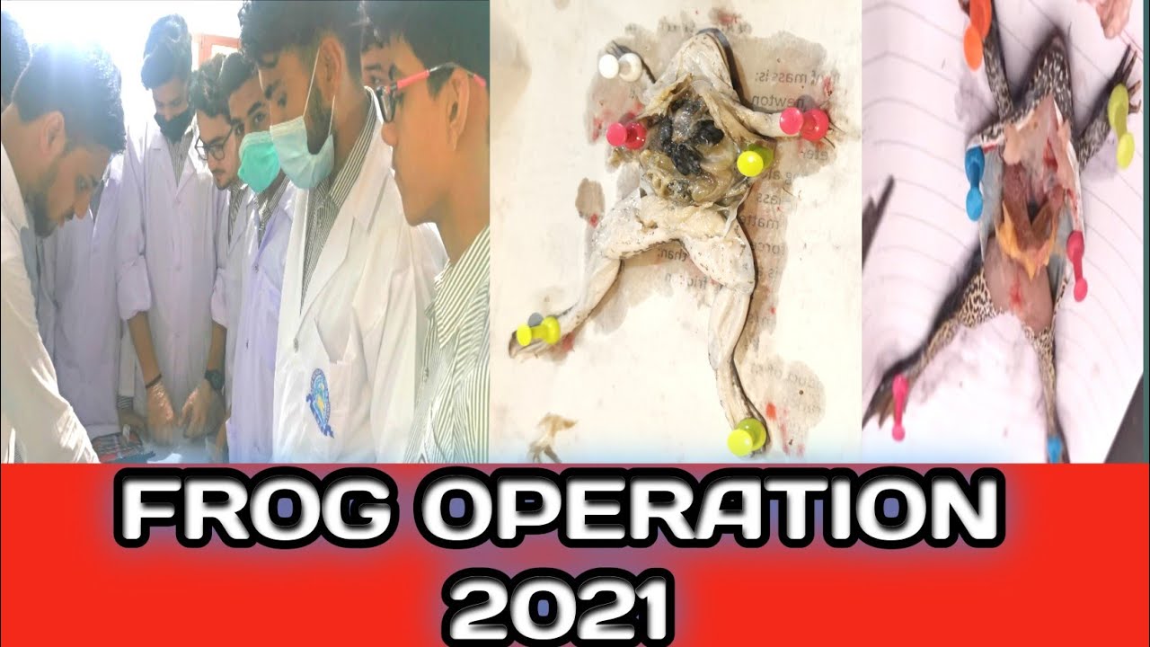 Bio Practical || N2 Grammar School || Frog Operation || Digestion ...