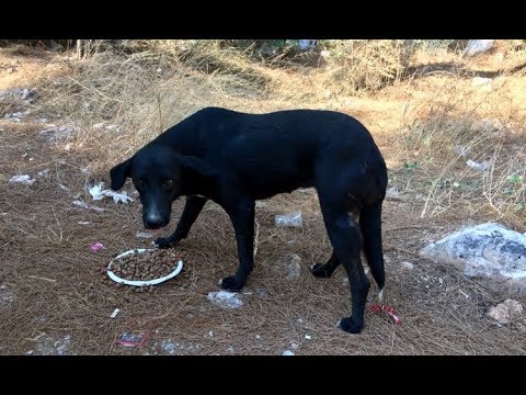 Bu köpek kışın ne yer ne içer?
