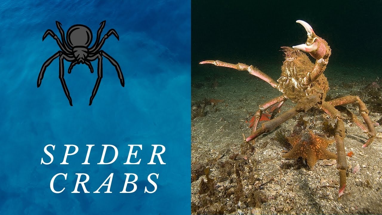 Close view of a big sheep crab! - YouTube