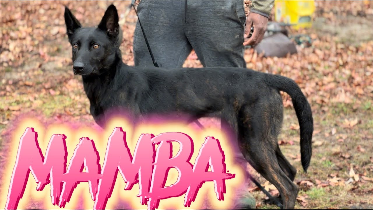 New Protection K-9 Dog MAMBA | New Dutch Shepherd 🔥 Intro & Leg Session ...