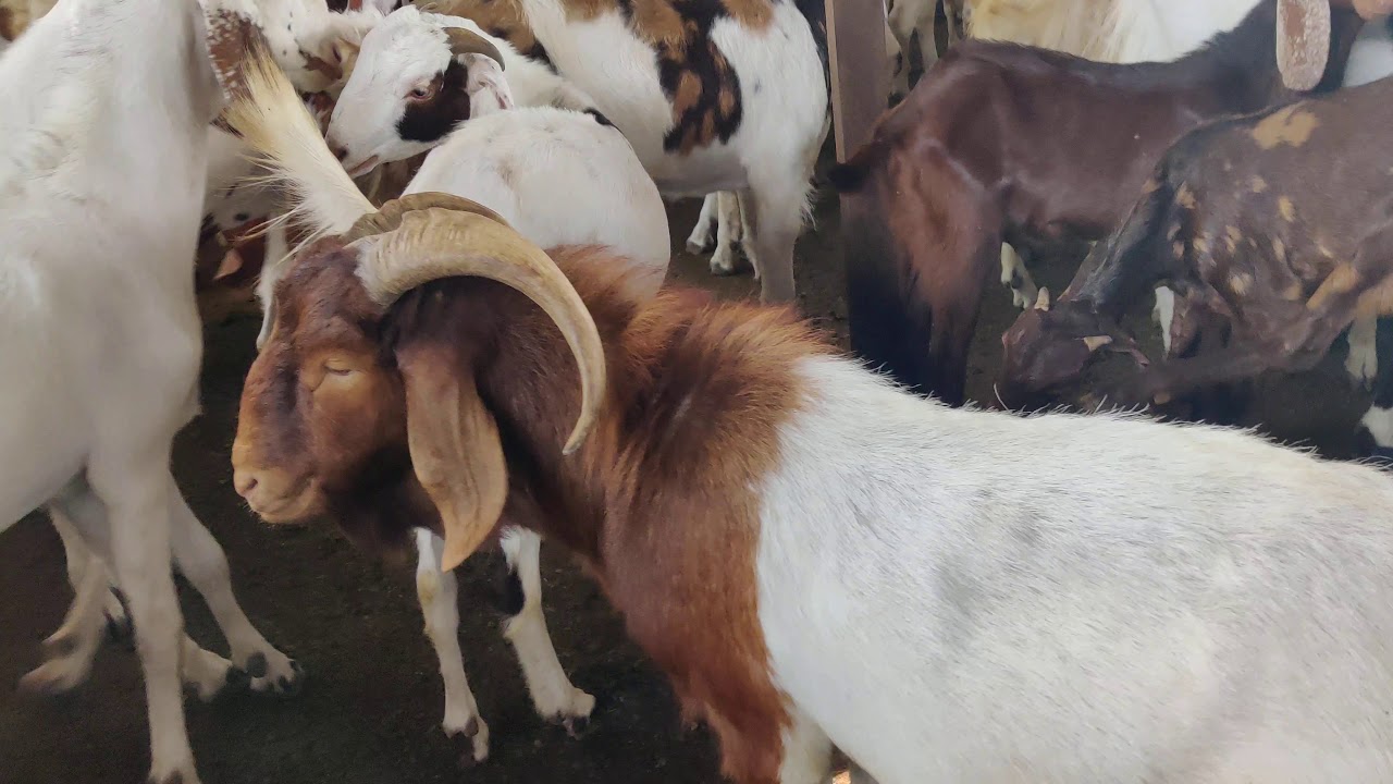 Budget goat - YouTube