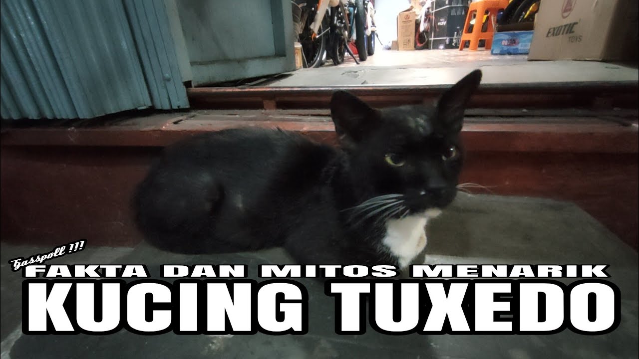 Kucing Tuxedo Fakta dan Mitos Menarik "KEBERUNTUNGAN YANG TIDAK ...