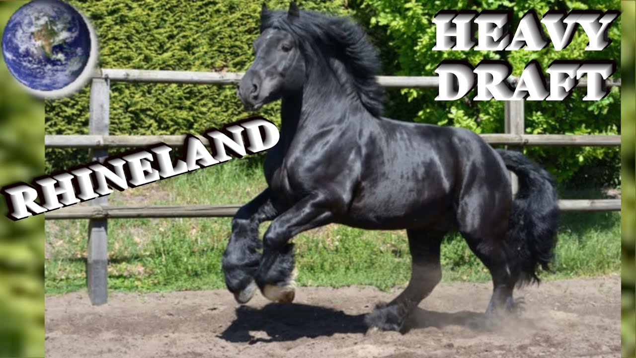 TOP Beautiful German Cold Blooded Horse in the World! - YouTube
