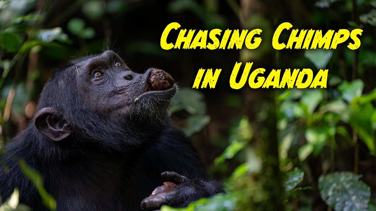 Chasing Wild Chimpanzees in Uganda - YouTube