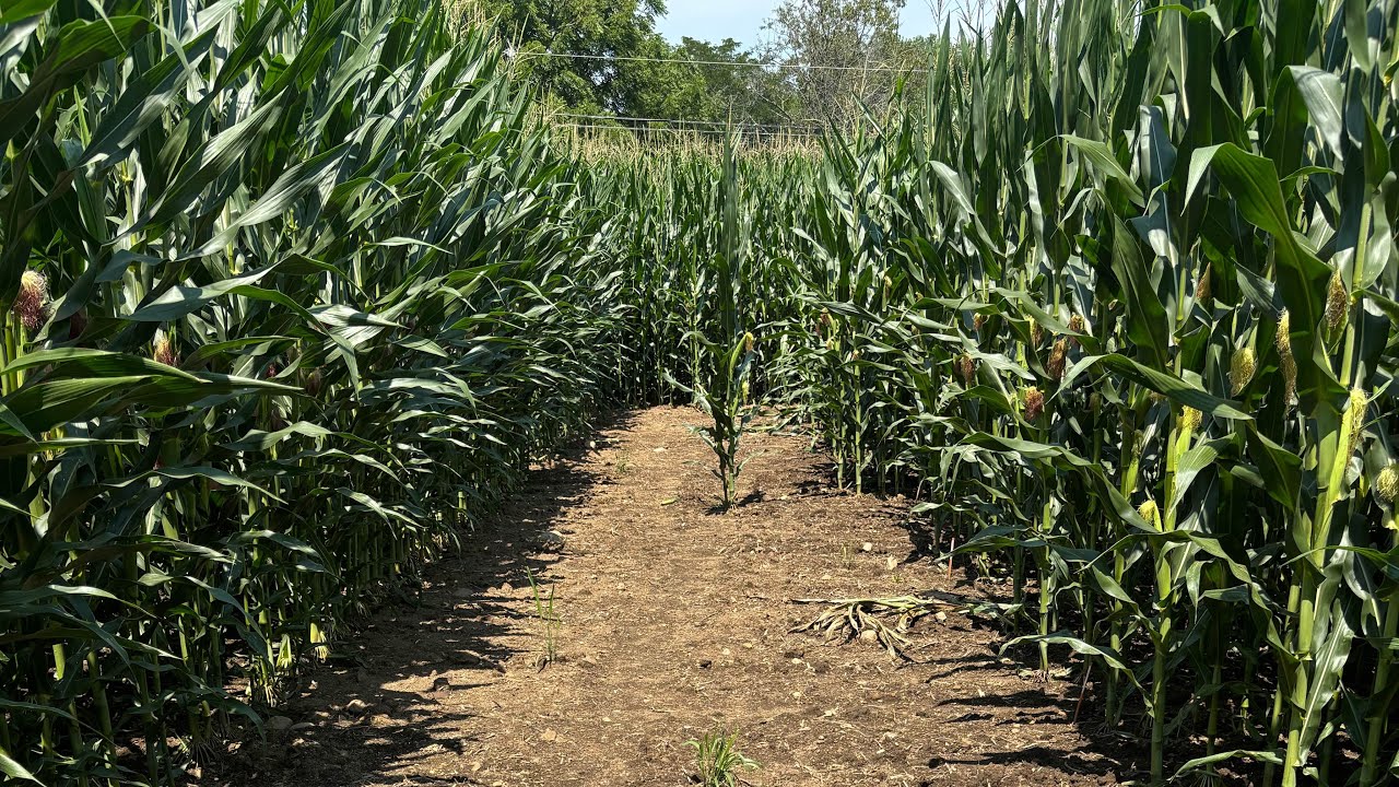 275 Bushel Corn in Appalachia?! - YouTube