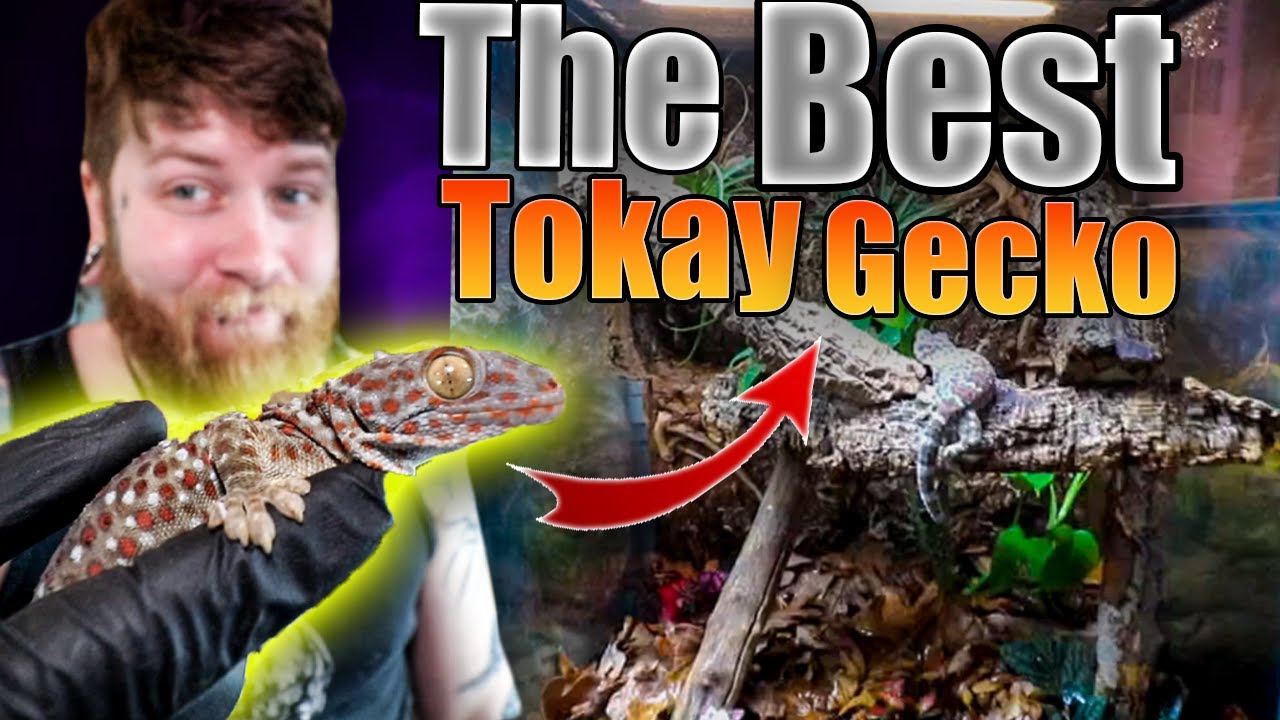 The Friendliest Tokay On YouTube Gets Brand New Bioactive Enclosure ...