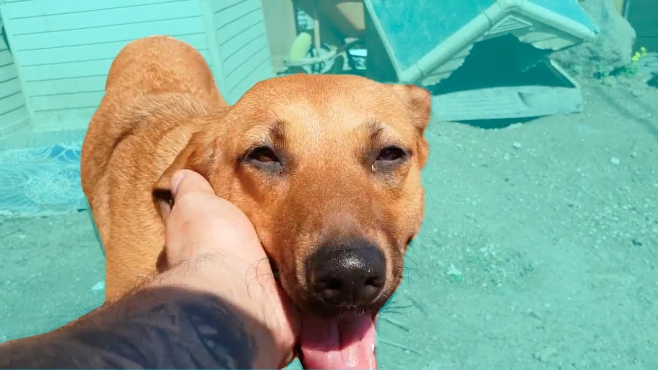 Bikers Helping & Saving Animals Compilation 2018 | REAL LIFE HERO'S ...