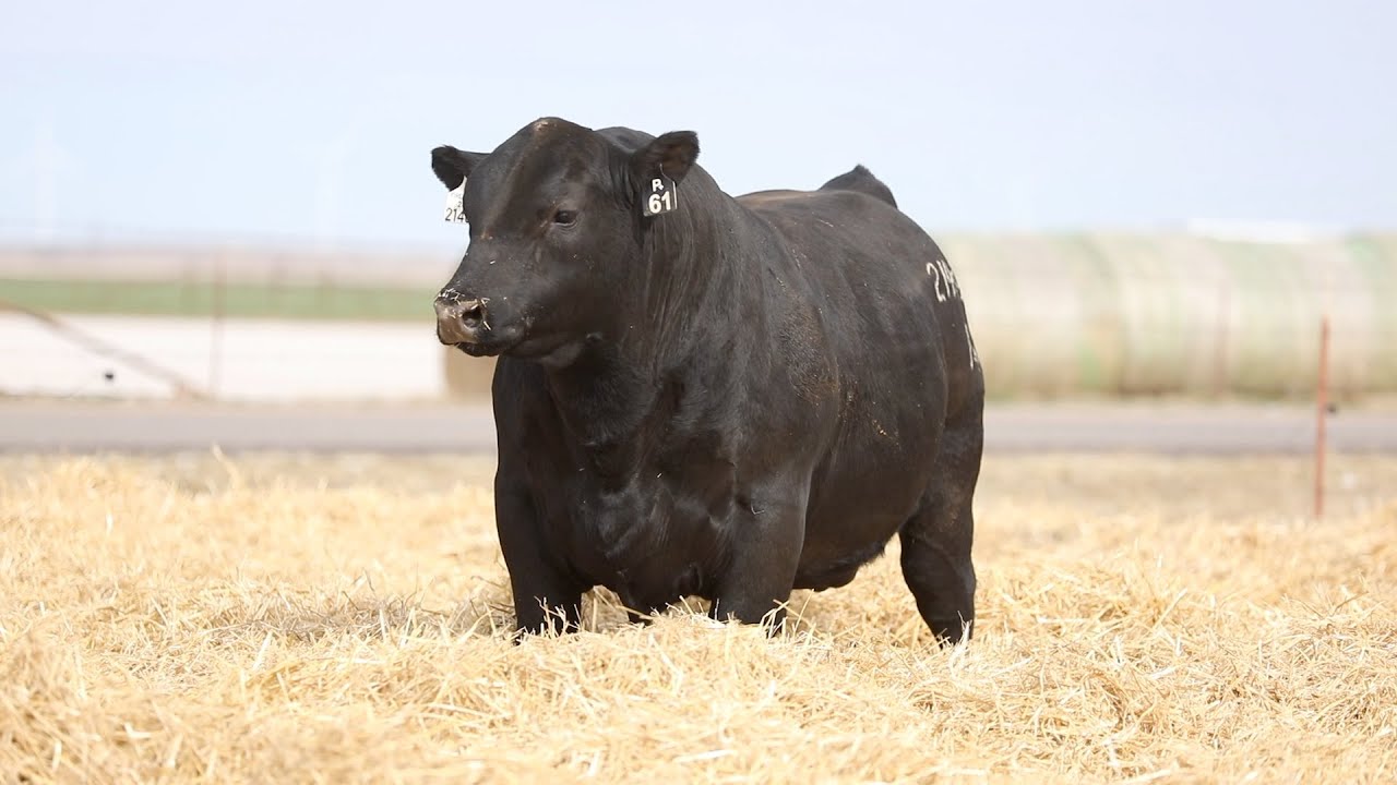 Duff Lot 61 - YouTube