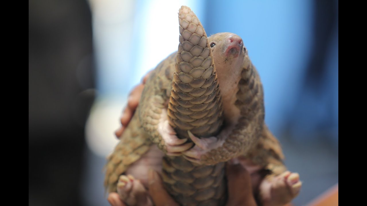 World Pangolin Day at Bali Zoo - YouTube