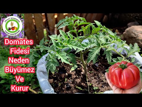 Domates Fidesi Neden Büyümez Ve Kurur🍅Buna Dikkat Edersen Domatesler %100 Salkım Saçak Domates Verir