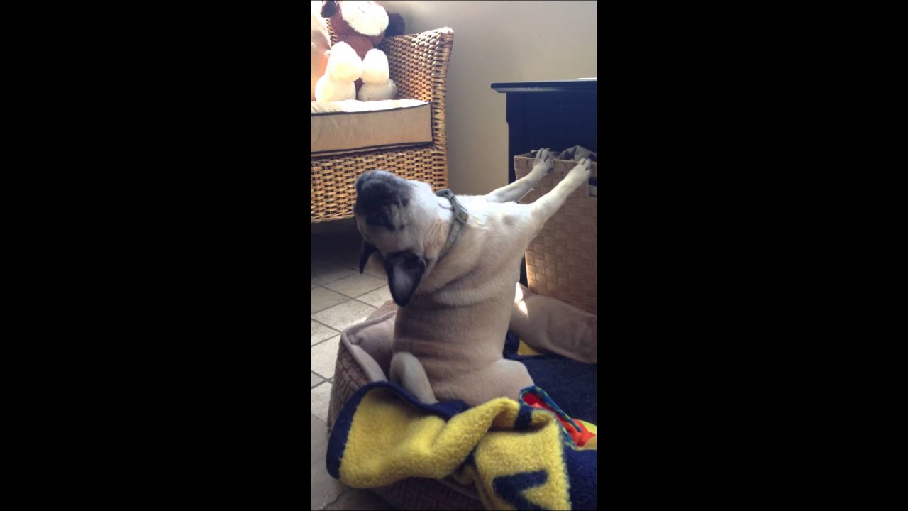Cutest Pug Howl! - YouTube
