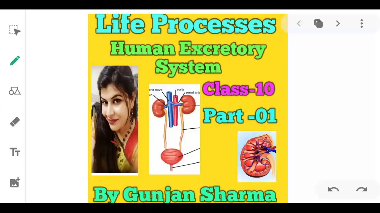 Life Processes/Part-17/Chapter-6/10 Class Biology/NCERT/Excretory ...